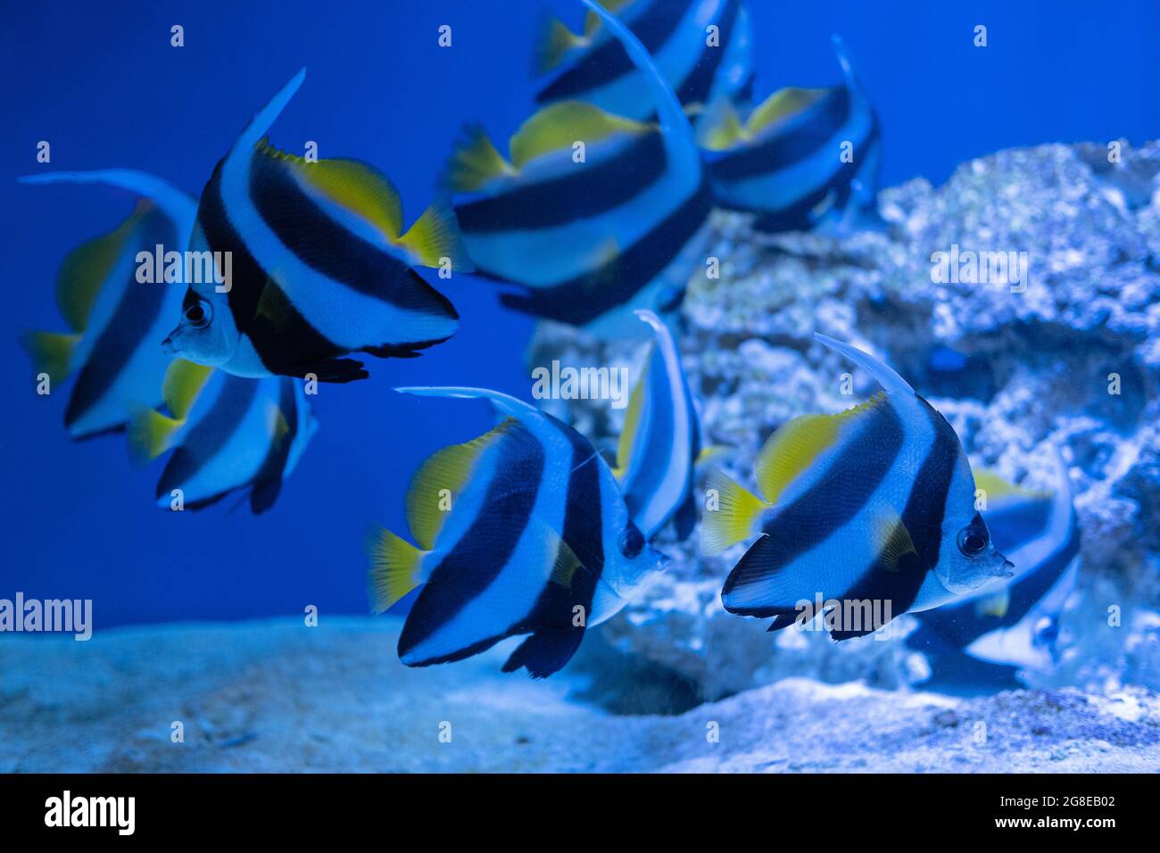 Poissons d'aquarium avec nageoires et queue jaunes Banque de ...
