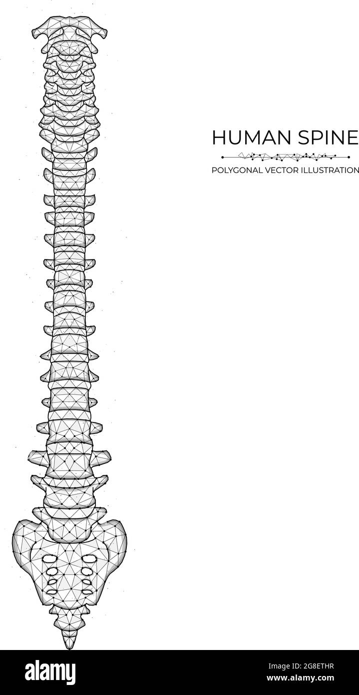 Schéma de la colonne vertébrale humaine poly bas art. vecteur polygonal ...