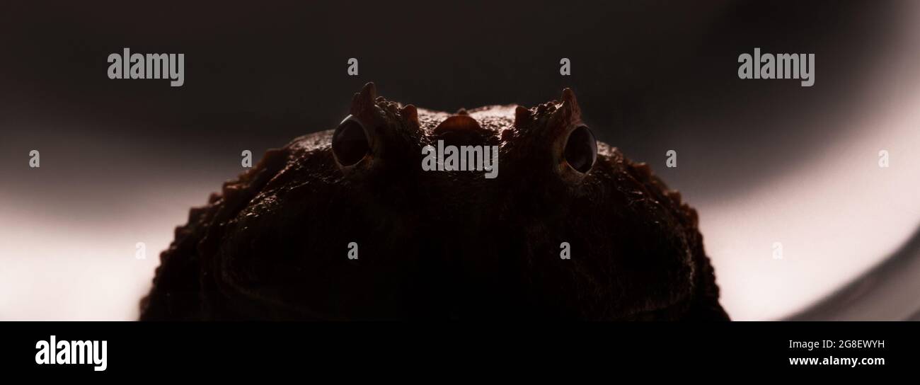 Animal effrayant Banque de photographies et d’images à haute résolution ...