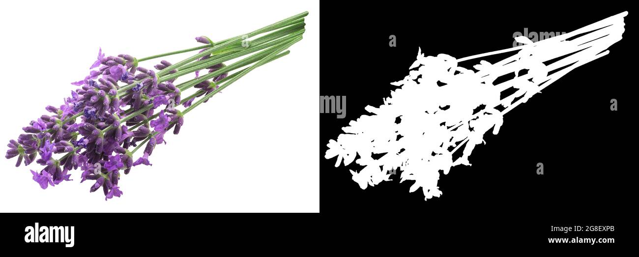 Lavandula spica Banque de photographies et d’images à haute résolution ...