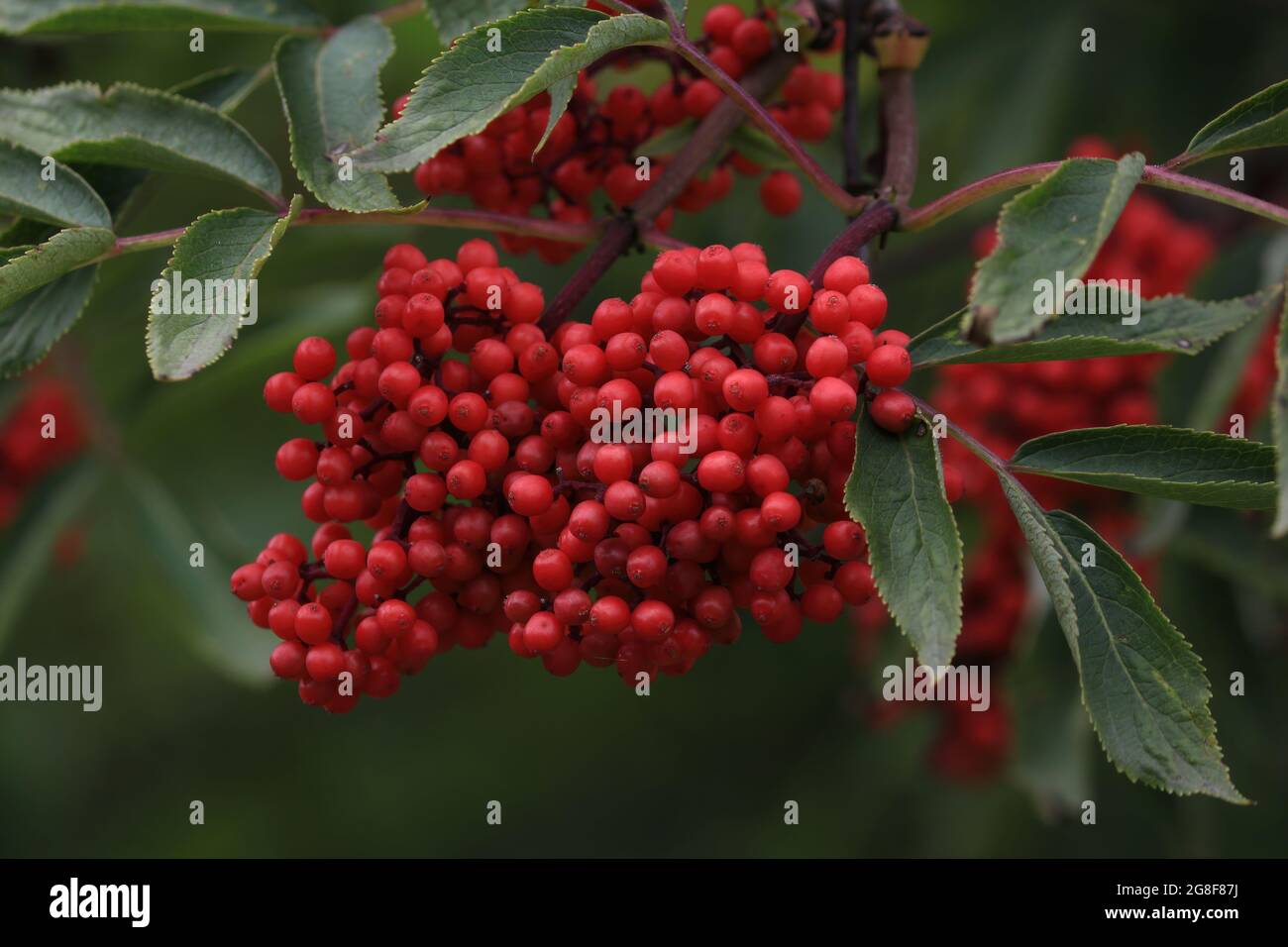 Arbuste aux fruits rouges Banque de photographies et d’images à haute ...