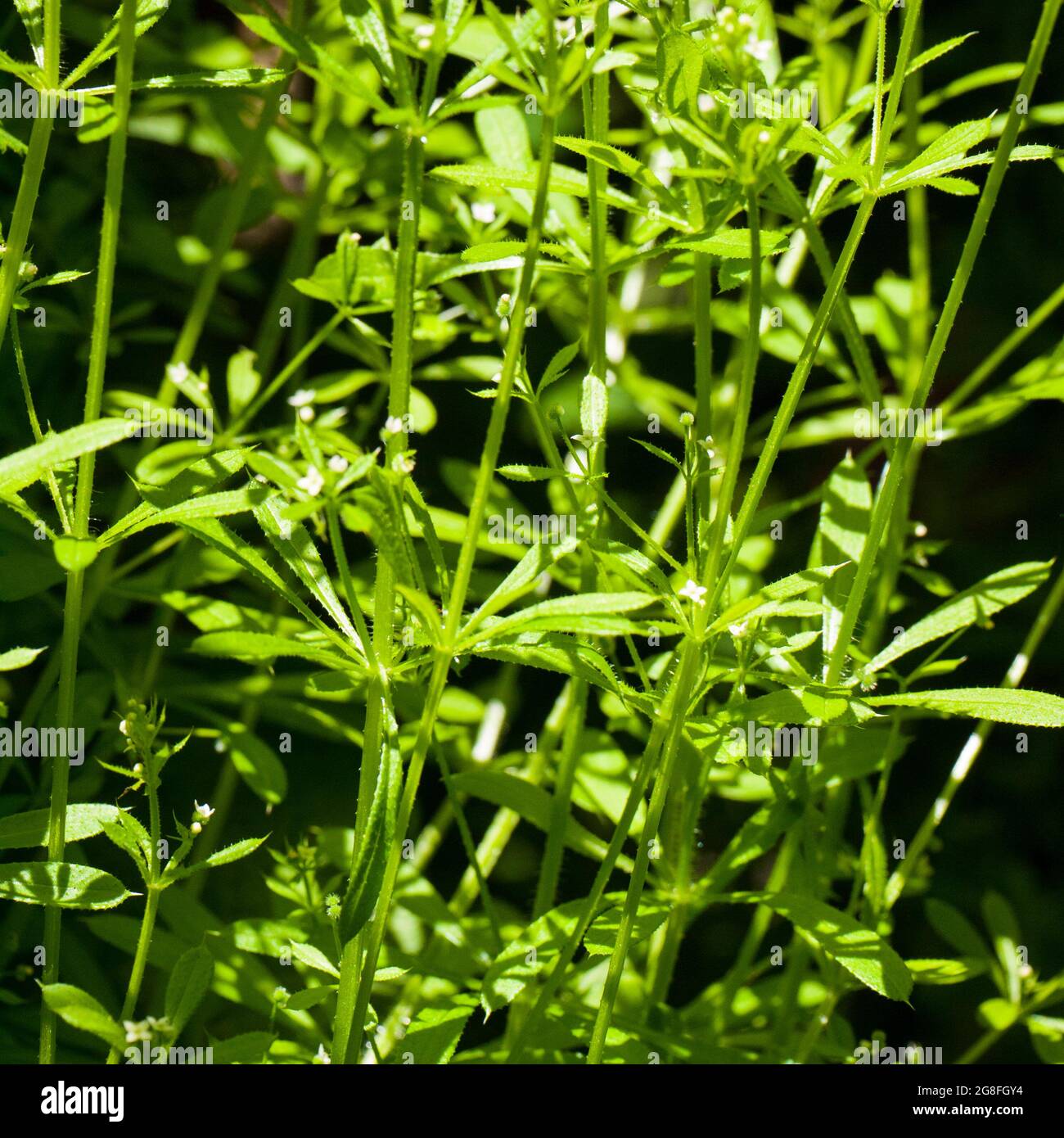 Aparine de galium Banque de photographies et d’images à haute ...