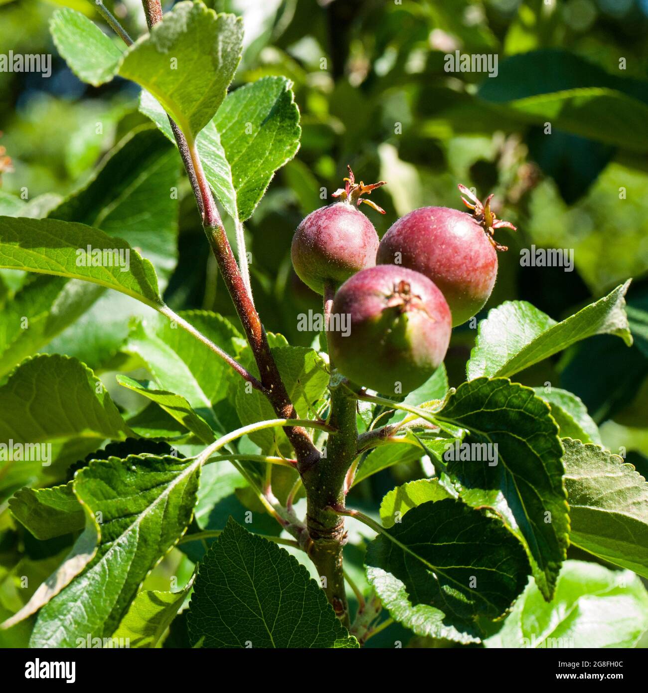 Jeune pomme Banque de photographies et d’images à haute résolution - Alamy