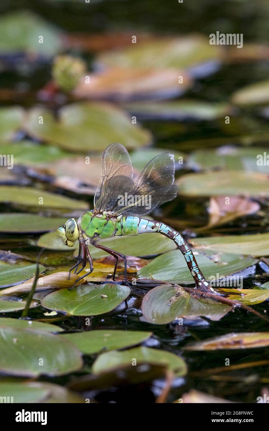 Anax imperator Banque de photographies et d’images à haute résolution - Alamy