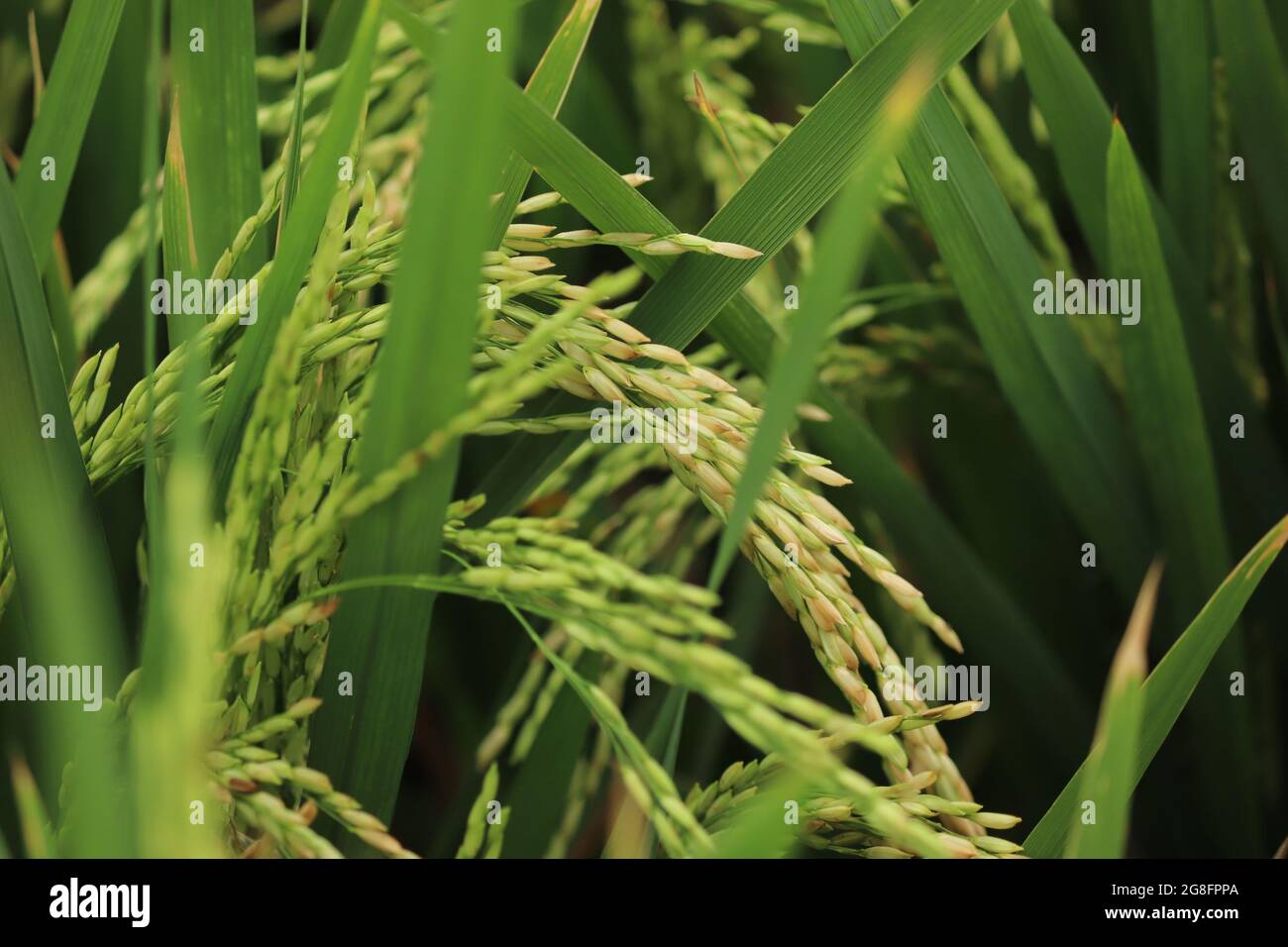 Production de riz indien Banque de photographies et d’images à haute ...