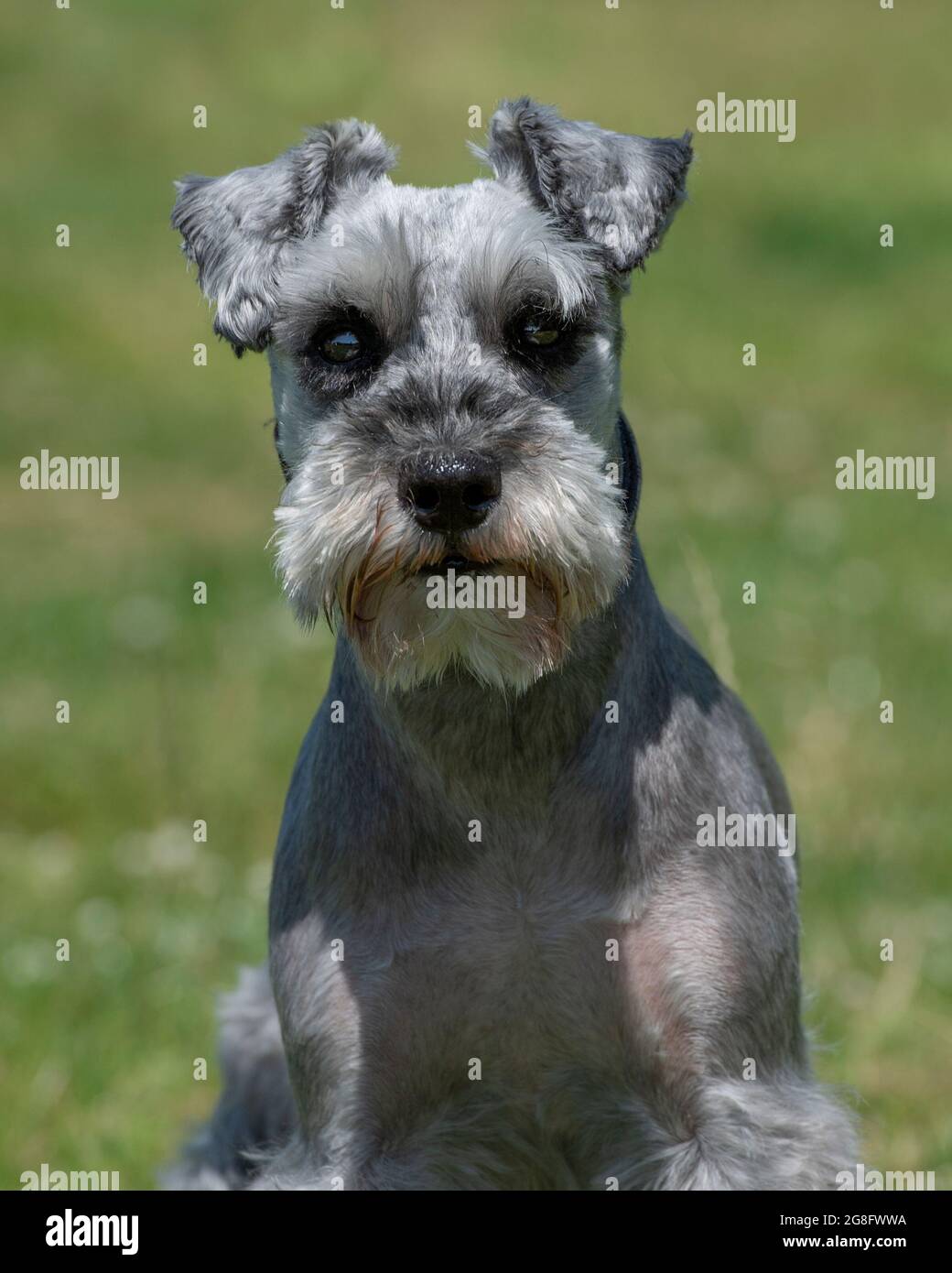 Schnauzer nain sel et poivre Banque de photographies et d’images à ...