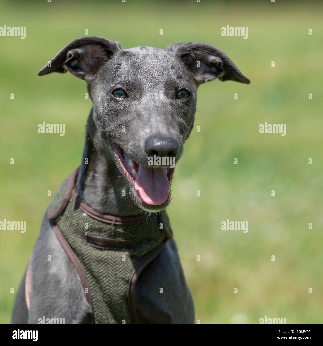 Blue whippet Banque de photographies et d’images à haute résolution - Alamy