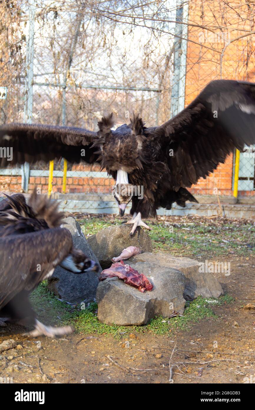 Vulve de griffon eurasien manger un morceau de viande. Repas oiseau de ...