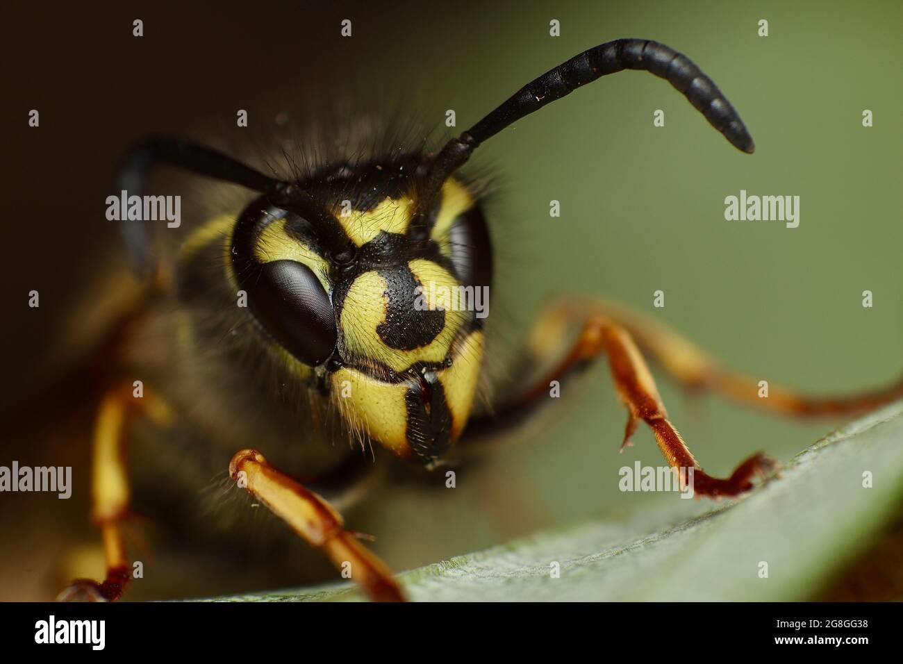 Vespula vulgaris detail Banque de photographies et d’images à haute ...
