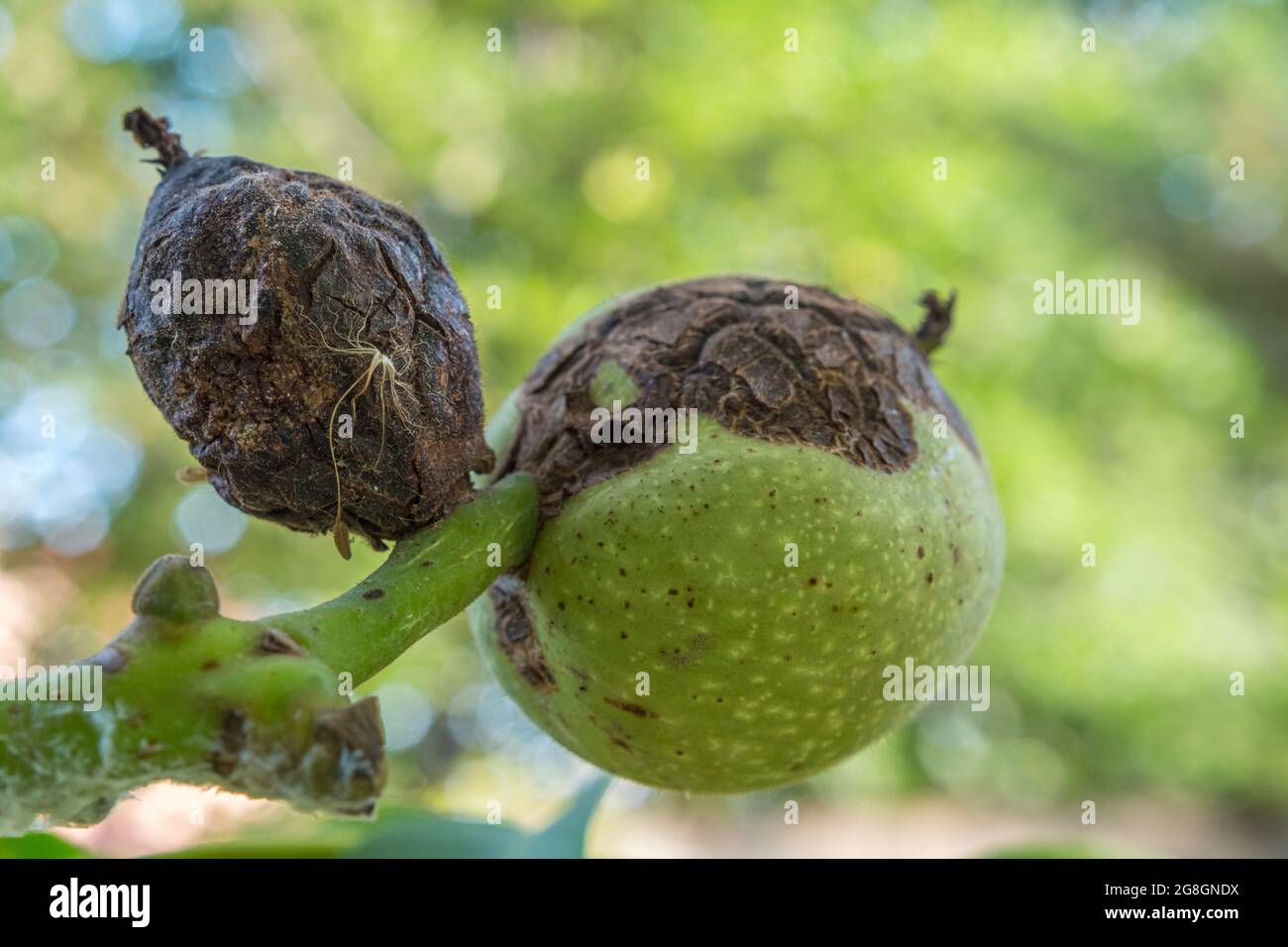Arbre malade Banque de photographies et d’images à haute résolution - Alamy
