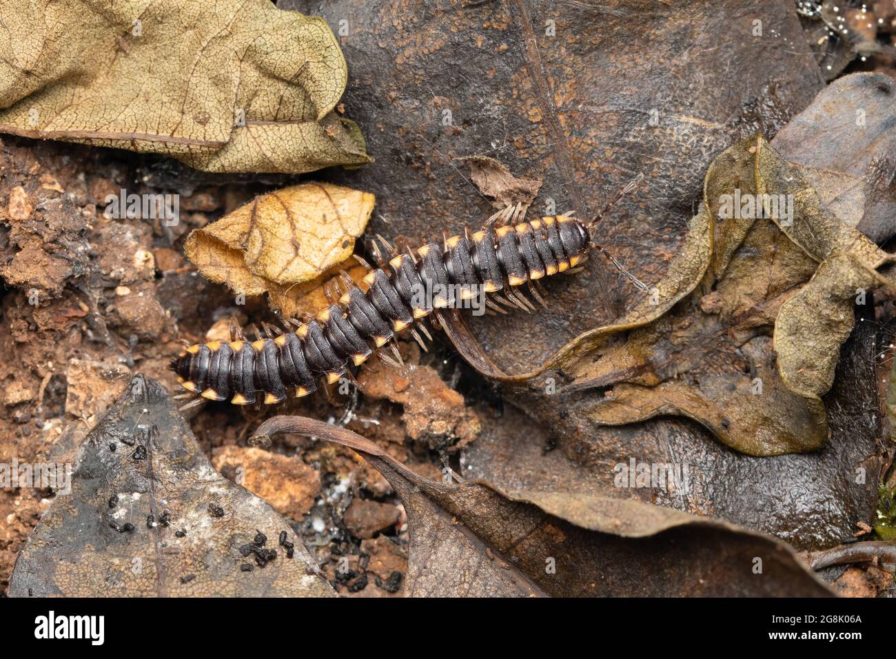 Insecte Avec Beaucoup De Pattes Banque d'image et photos - Alamy