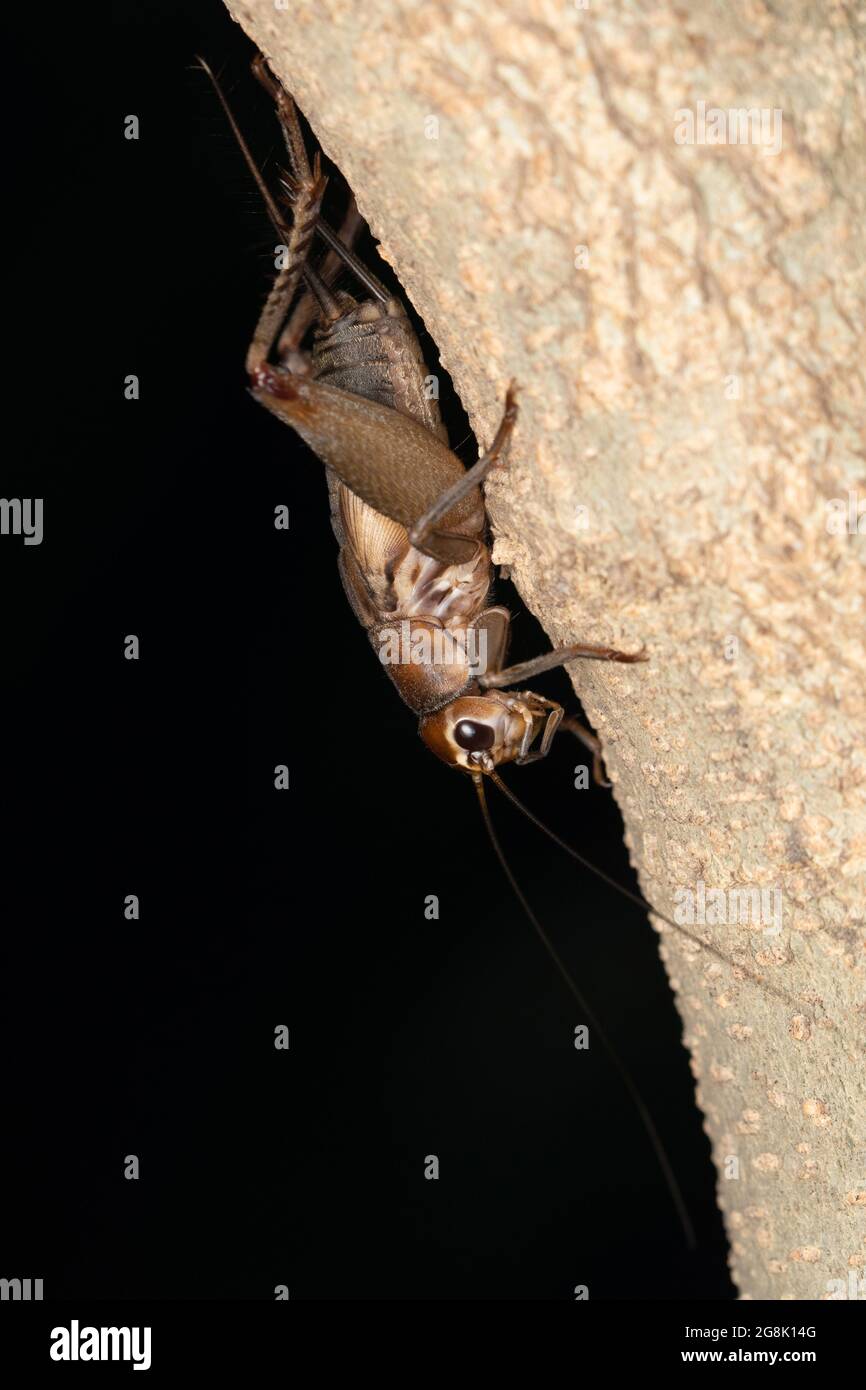 Tree cricket Banque de photographies et d’images à haute résolution - Alamy