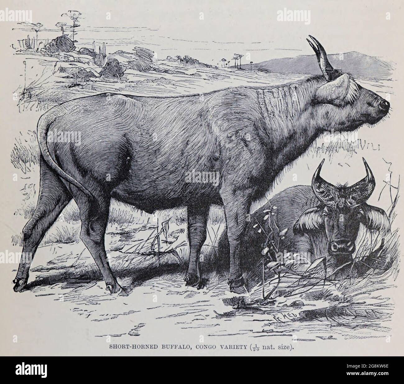 Buffles du congo Banque de photographies et d’images à haute résolution ...