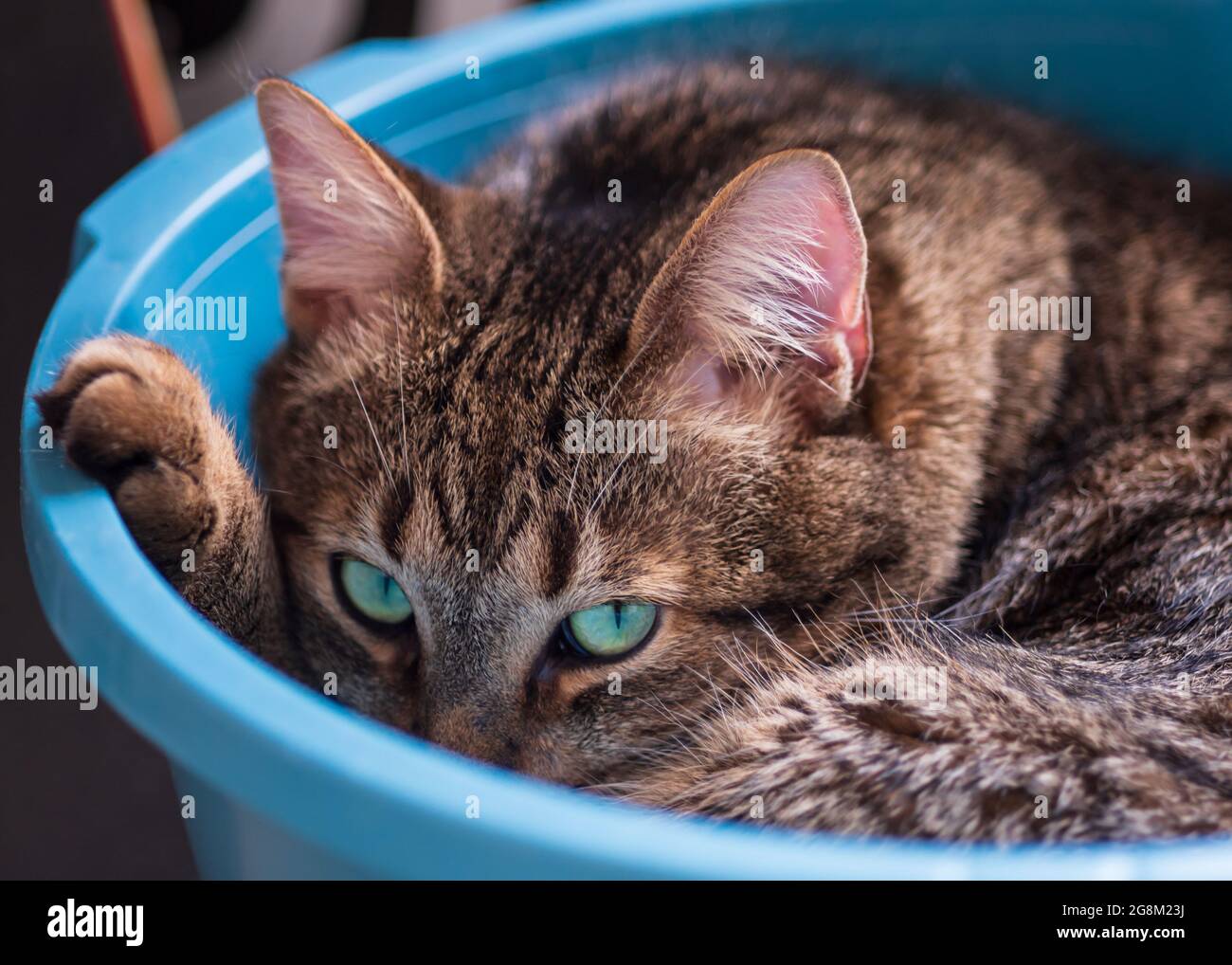 Chat dort dans pot Banque de photographies et d’images à haute ...