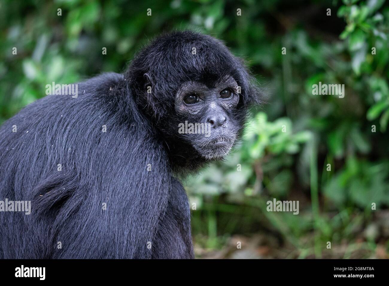 Singe araignée à tête brune Banque de photographies et d’images à haute ...