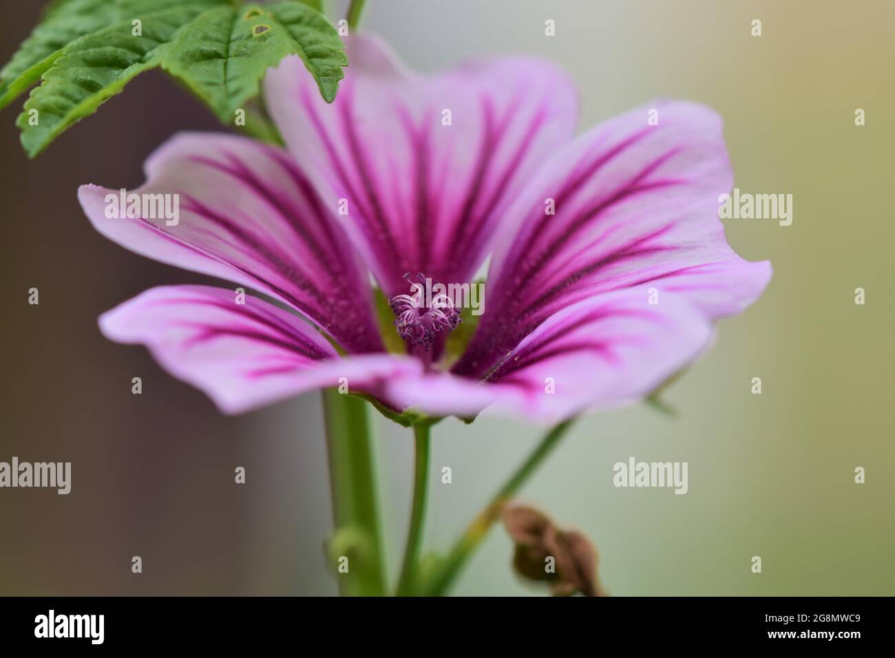 Leaves zebra plant Banque de photographies et d’images à haute ...