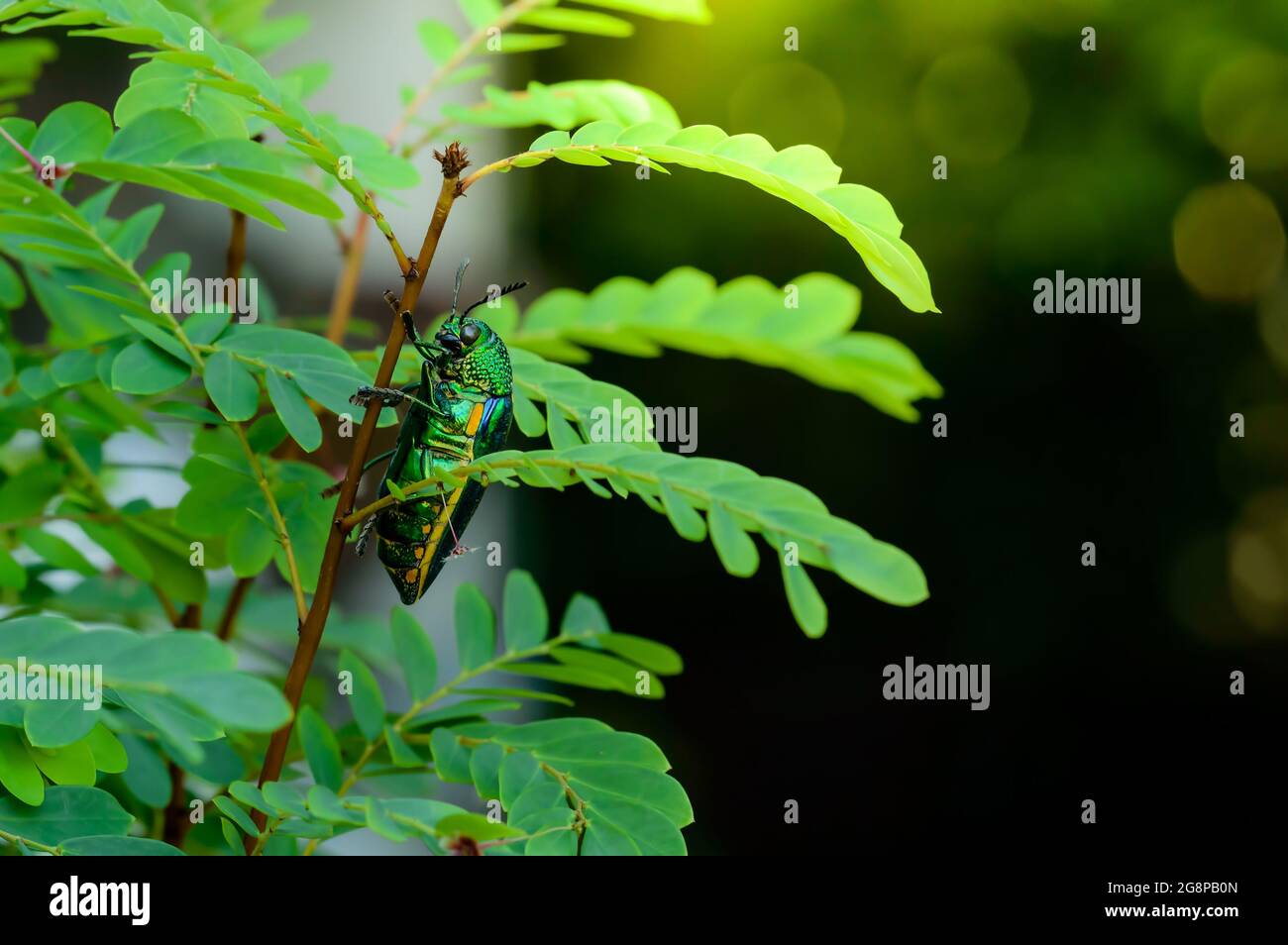 Sternocera ruficornis Banque de photographies et d’images à haute ...