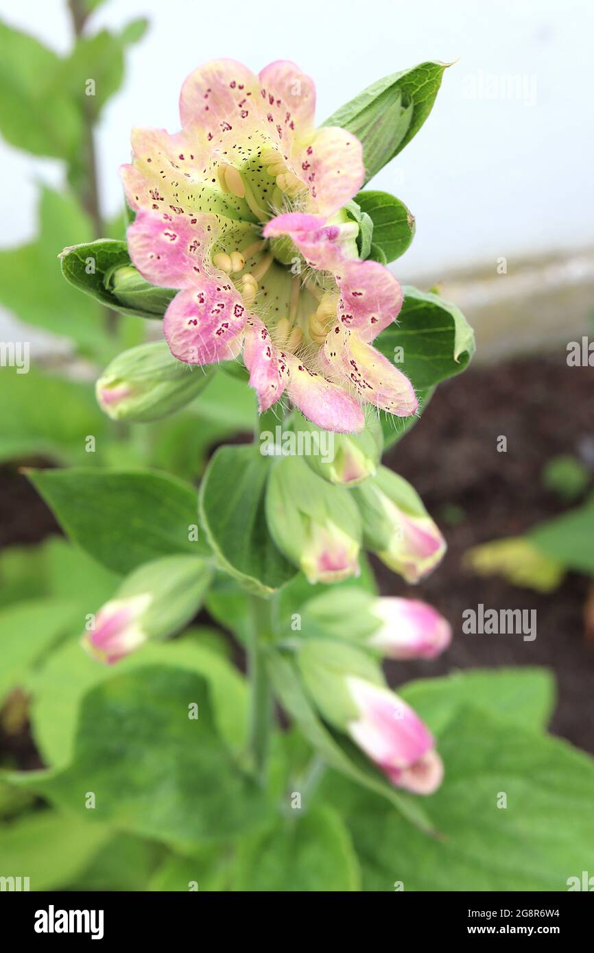 Digitalis purpurea monstrosa Banque de photographies et d’images à ...
