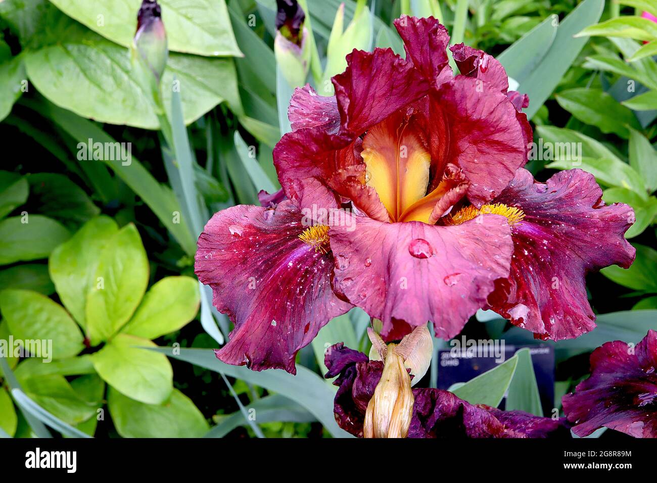 Zinger rouge iris Banque de photographies et d’images à haute ...