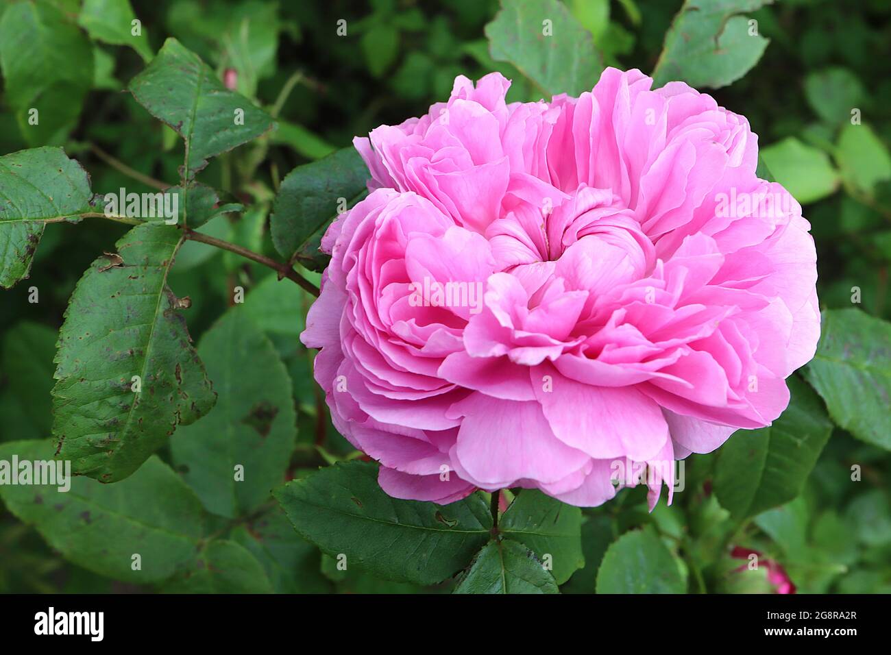 Rosa madame ernest calvat Banque de photographies et d’images à haute ...