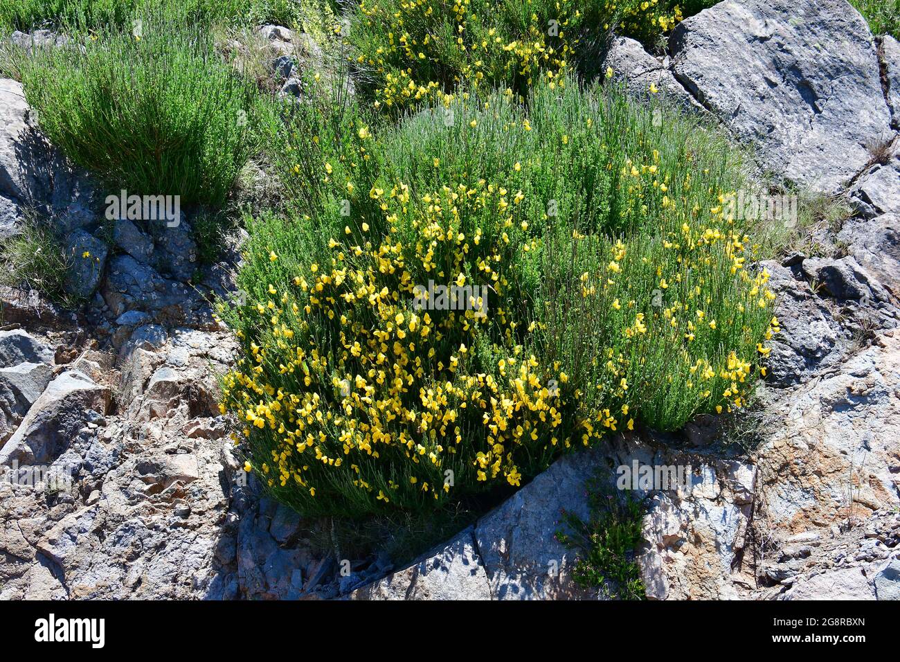 Genista species Banque de photographies et d’images à haute résolution ...