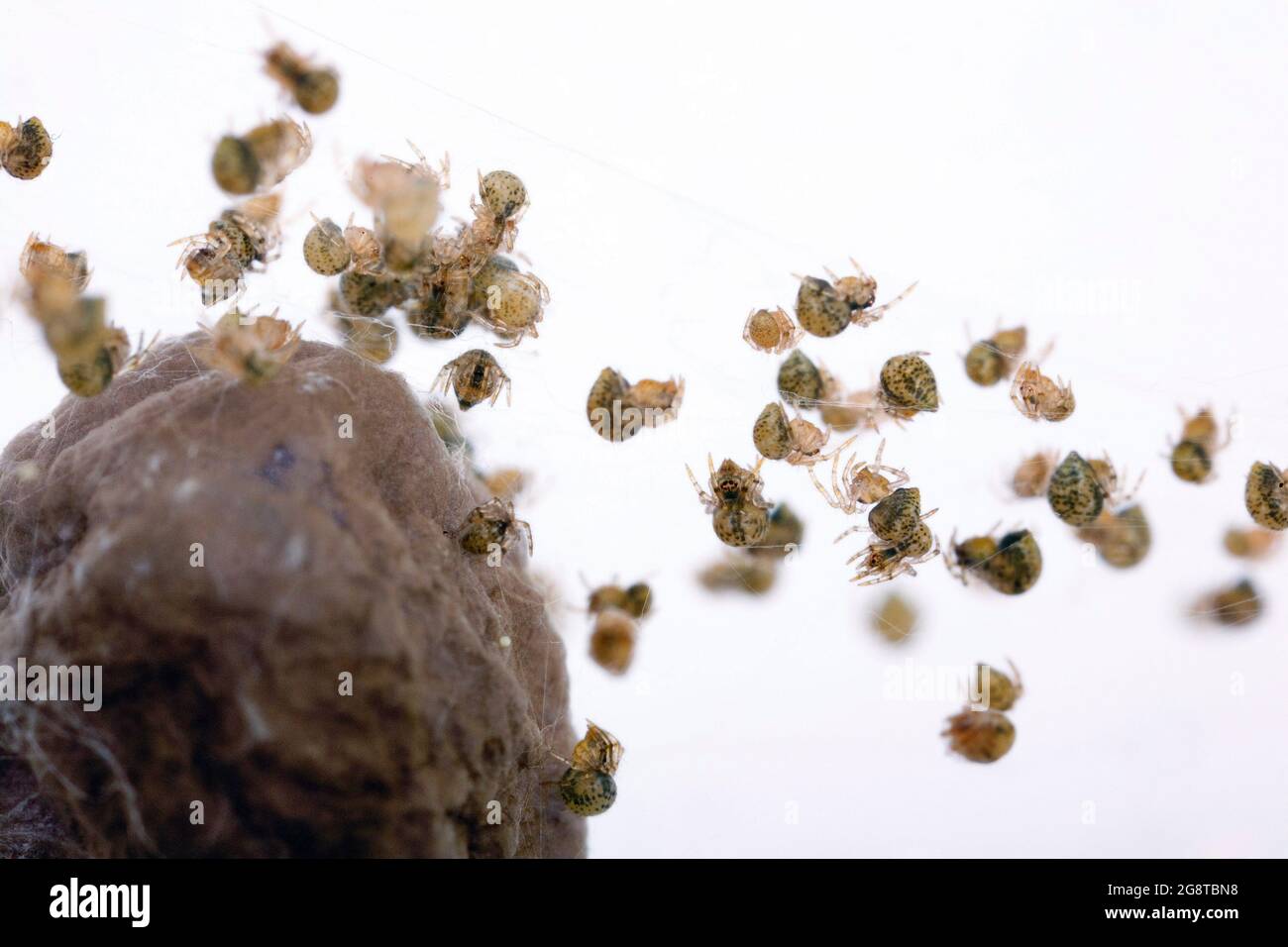 cocon d'araignée et jeunes araignées, ajouré Photo Stock - Alamy