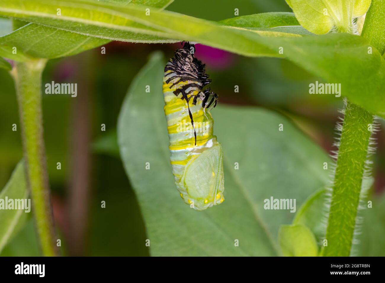 La chenille de papillon de monarque se mariant à la chrysalide ...