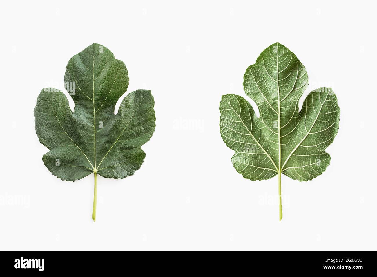 feuille de figue verte (ficus carica) sur fond blanc Photo Stock - Alamy