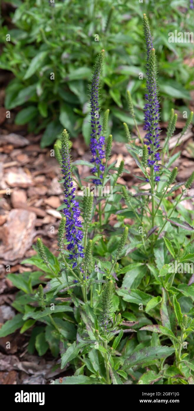 Hocus pocus Banque de photographies et d’images à haute résolution - Alamy