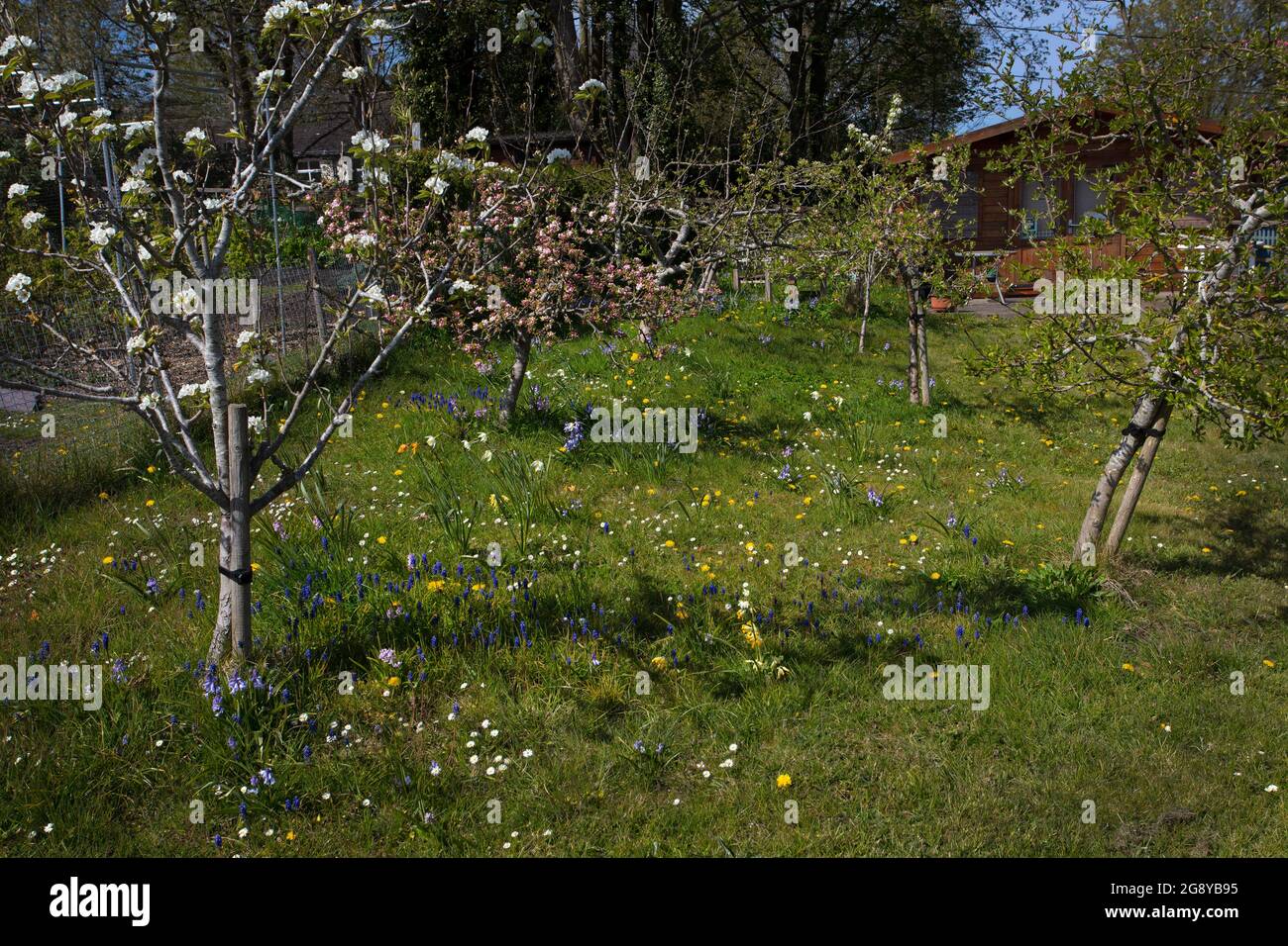 Arbres fruitiers Banque de photographies et d’images à haute résolution ...