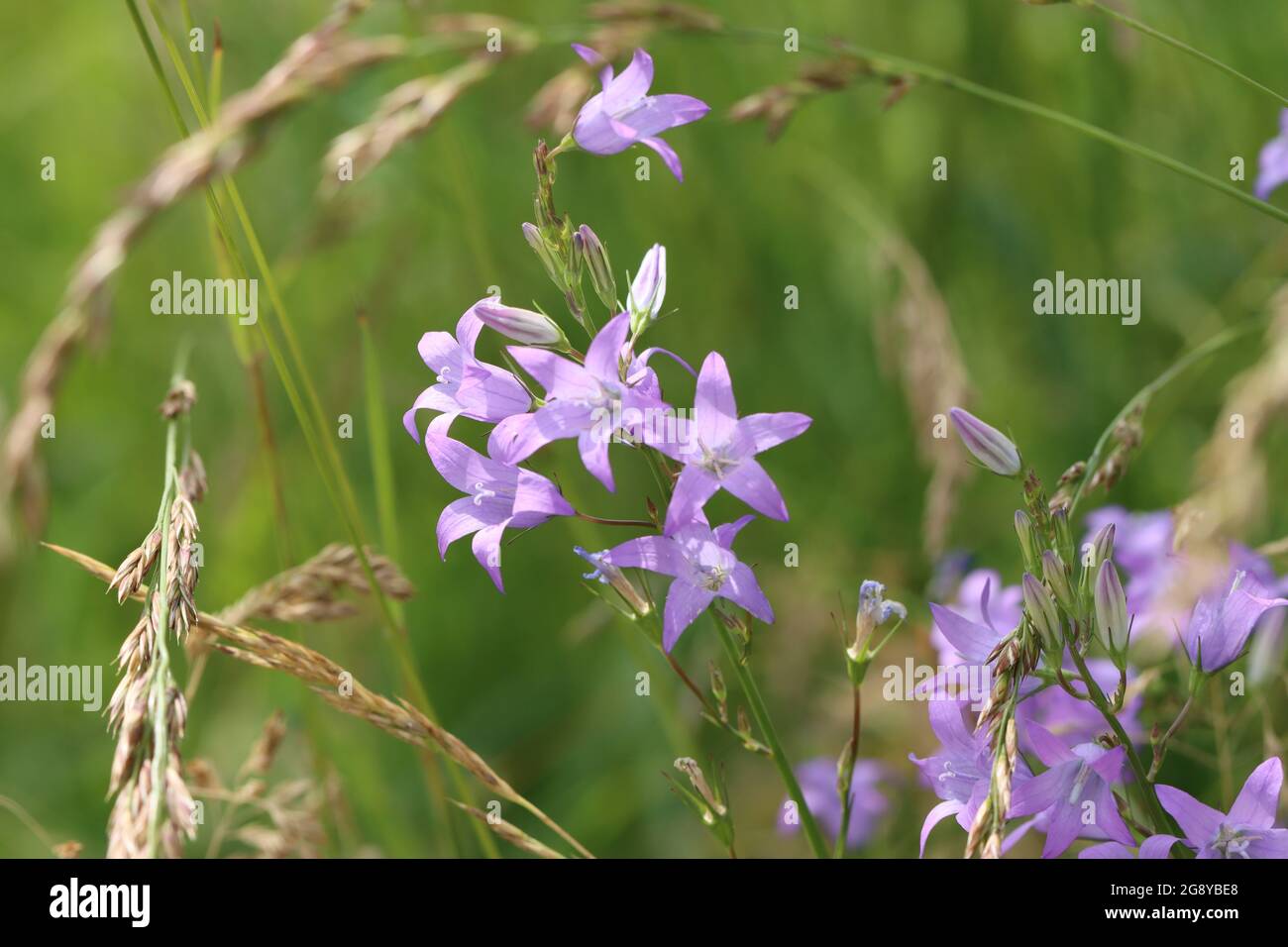 Fleur de rapunzel Banque de photographies et d’images à haute ...