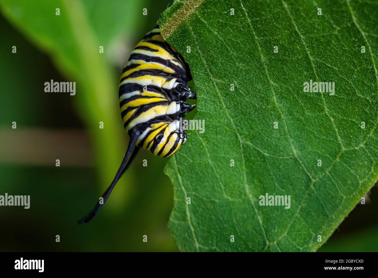 Chenille papillon monarque commun Banque de photographies et d’images à ...
