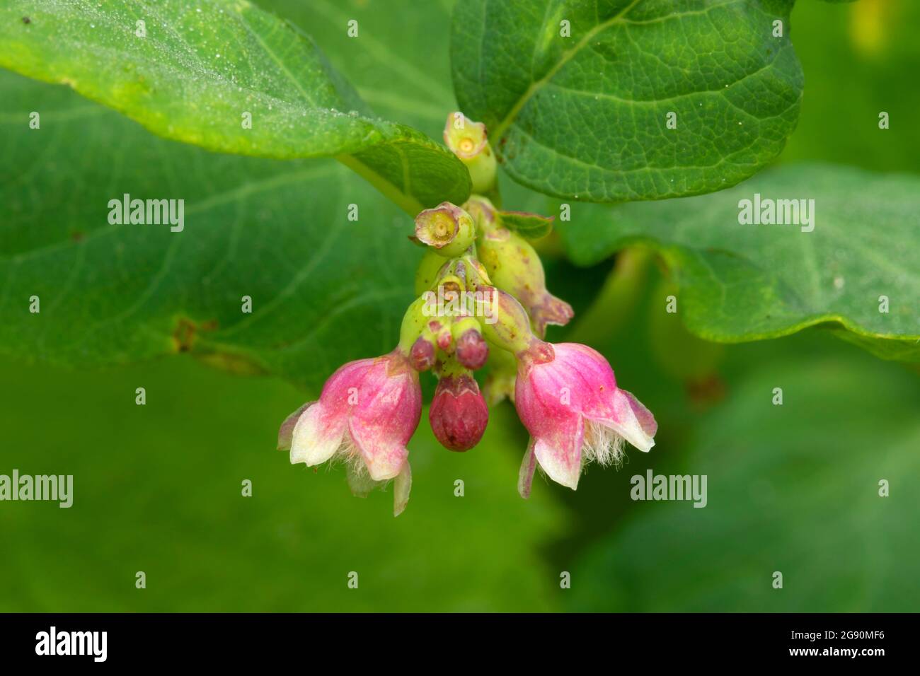 Symphoricarpos occidentalis Banque de photographies et d’images à haute ...