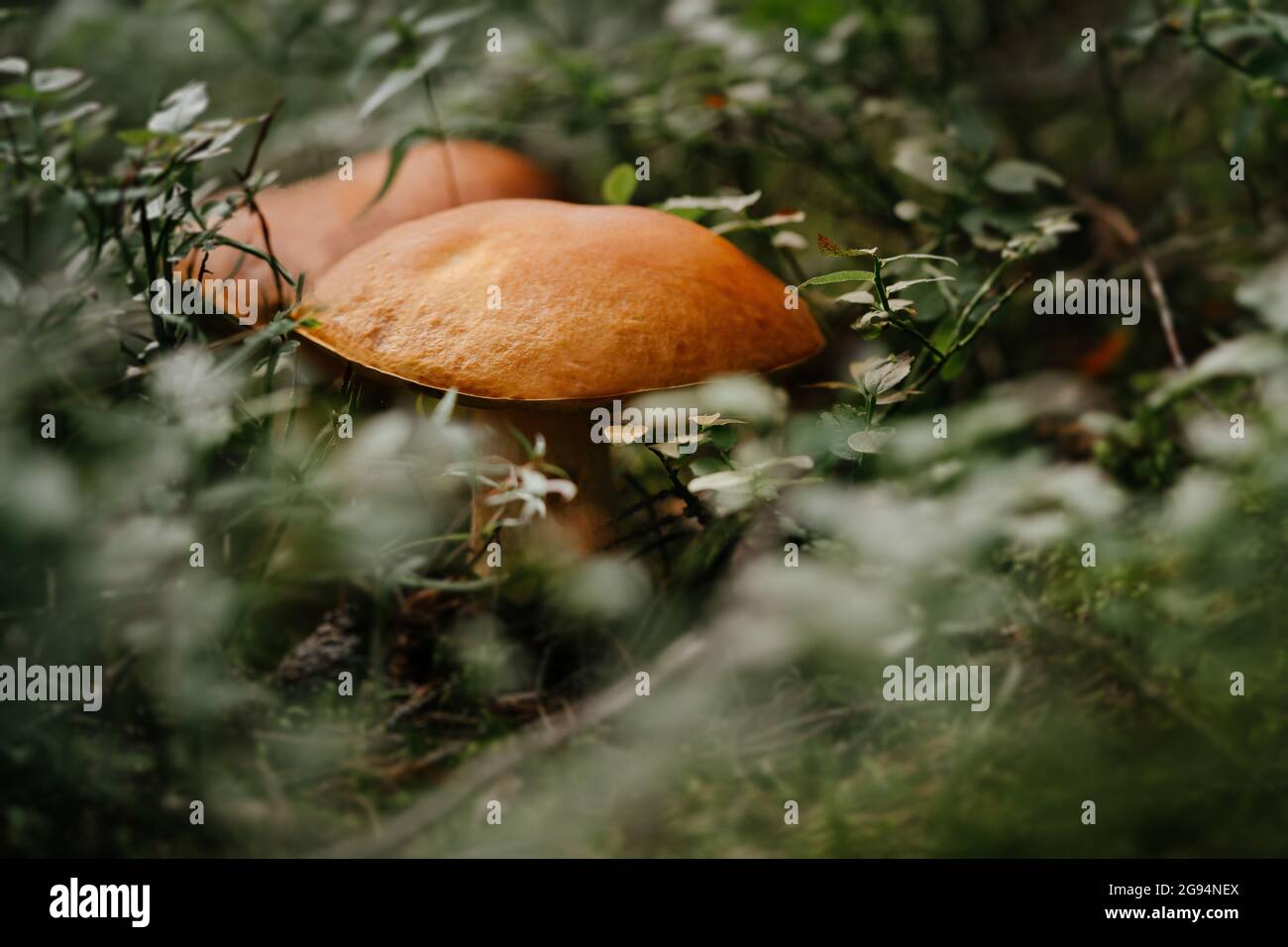 Gros champignon comestible Banque de photographies et d’images à haute ...