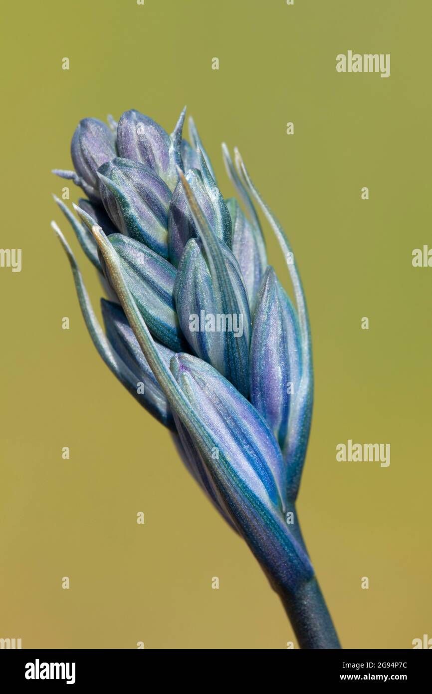 Camas (Camassia quamash) Buds, zone d'utilisation de jour de Catherine ...