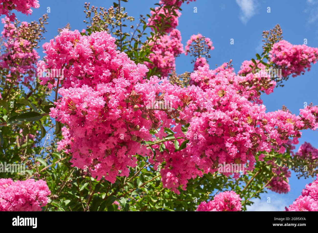 Lagerstroemia lagerstroemia indica Banque de photographies et d’images ...
