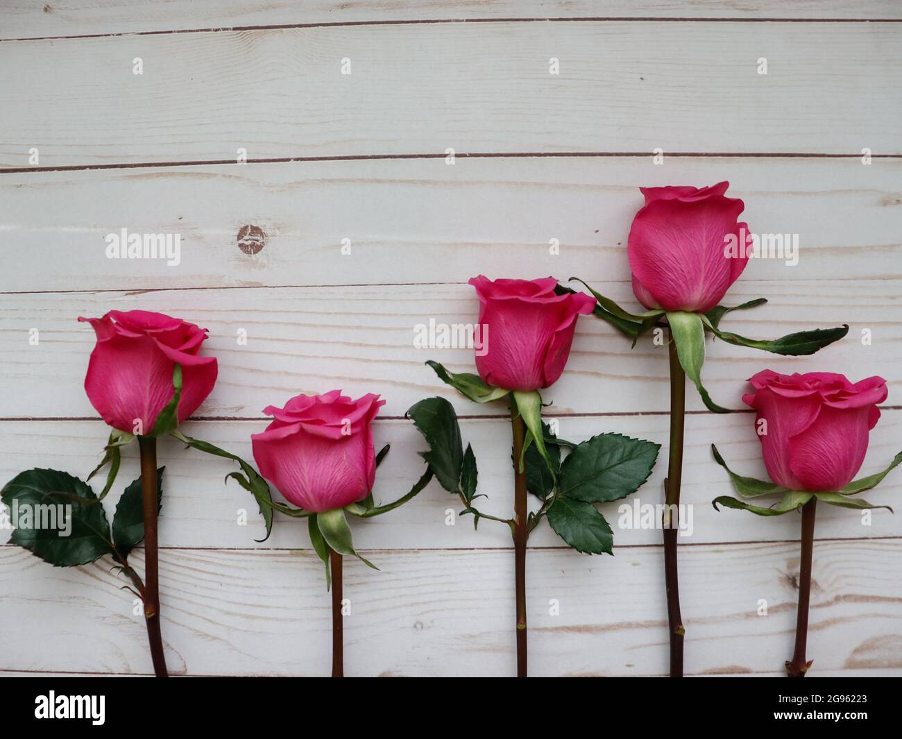 Cinq roses Banque de photographies et d’images à haute résolution - Alamy