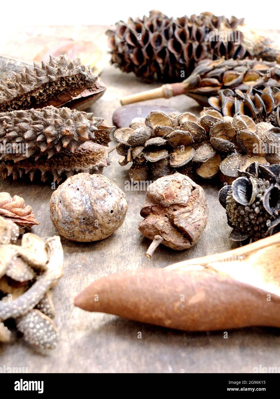 Différentes sortes de pins Banque de photographies et d’images à haute ...