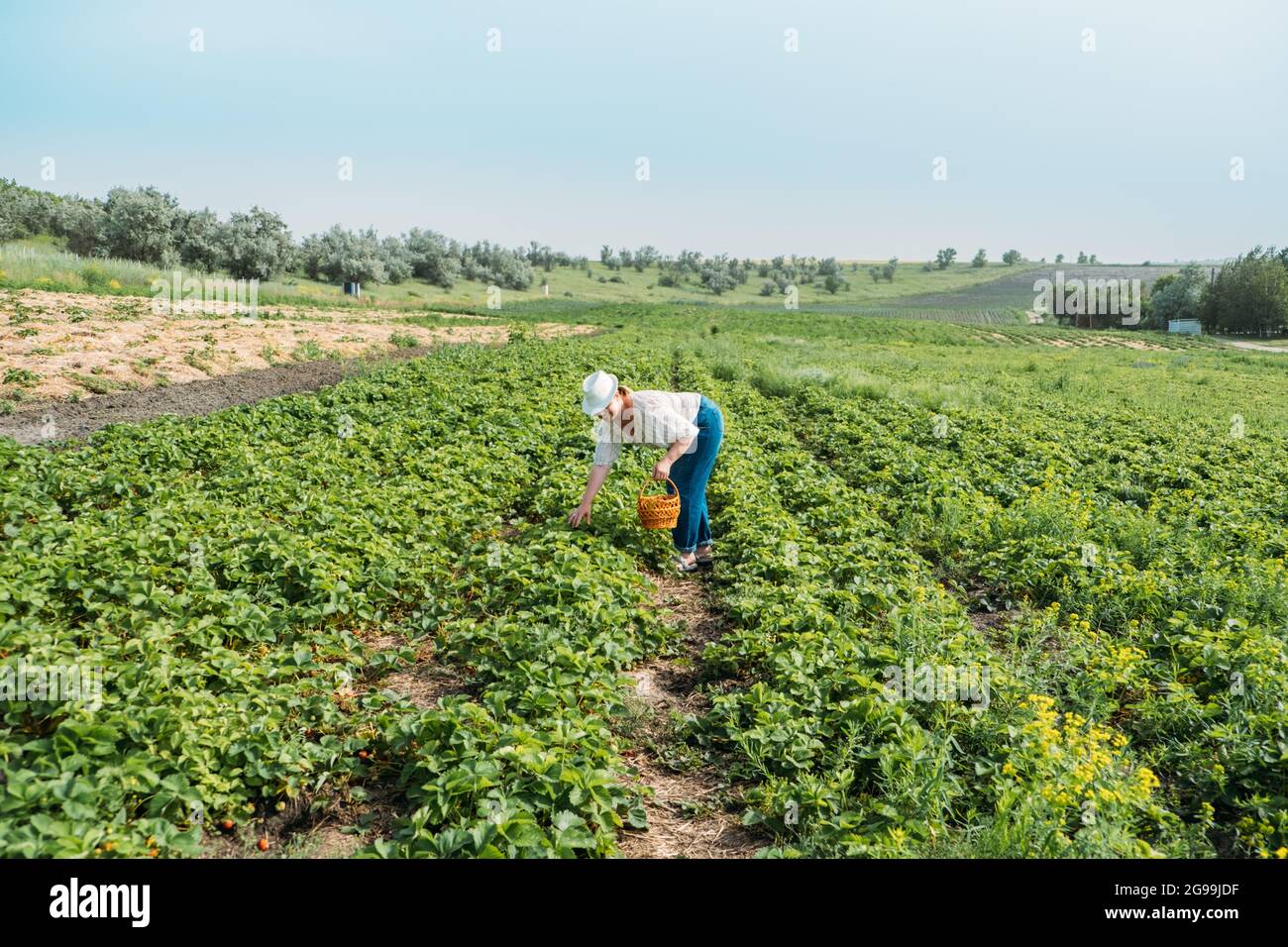 Cueillette de fruits sur le champ de fraises, récolte sur la ferme de ...