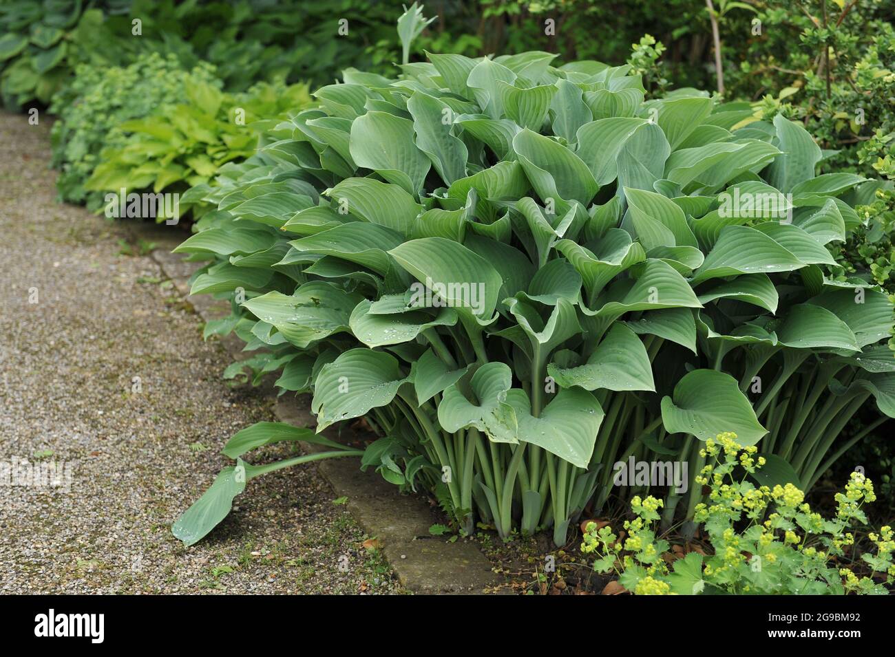 Le géant Hosta Krossa Regal, avec de grandes feuilles de vert bleuâtre ...