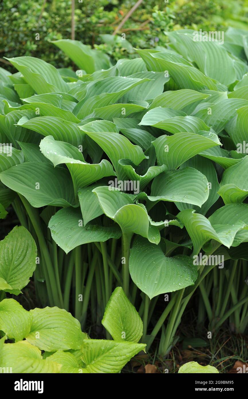 Le géant Hosta Krossa Regal, avec de grandes feuilles de vert bleuâtre ...