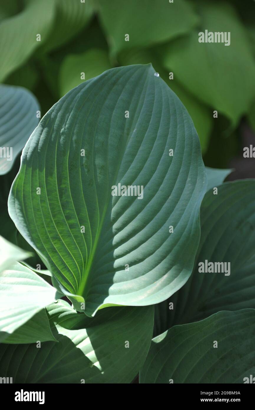 Le géant Hosta Krossa Regal, avec de grandes feuilles de vert bleuâtre ...