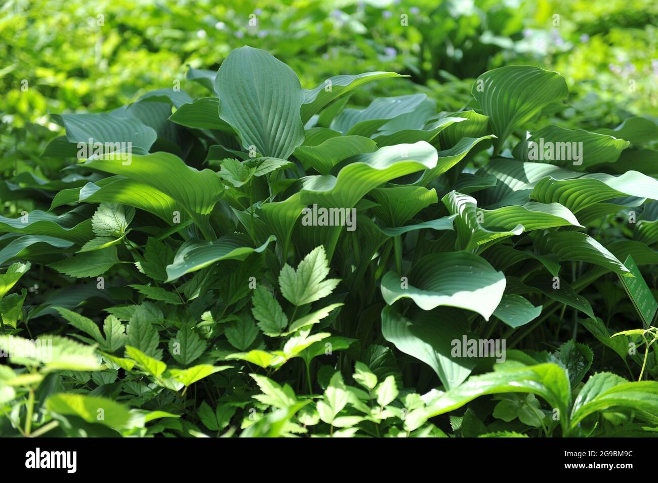 Le géant Hosta Krossa Regal, avec de grandes feuilles de vert bleuâtre ...