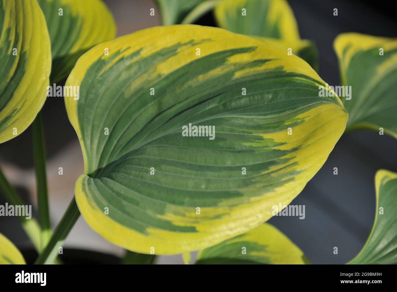 La liberté de Hosta géant avec de grandes feuilles variées pousse dans ...