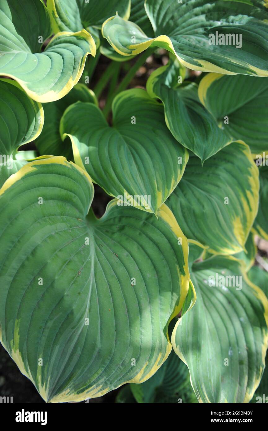 Le géant Hosta Sagae, avec de grandes feuilles de vert bleuâtre, pousse ...