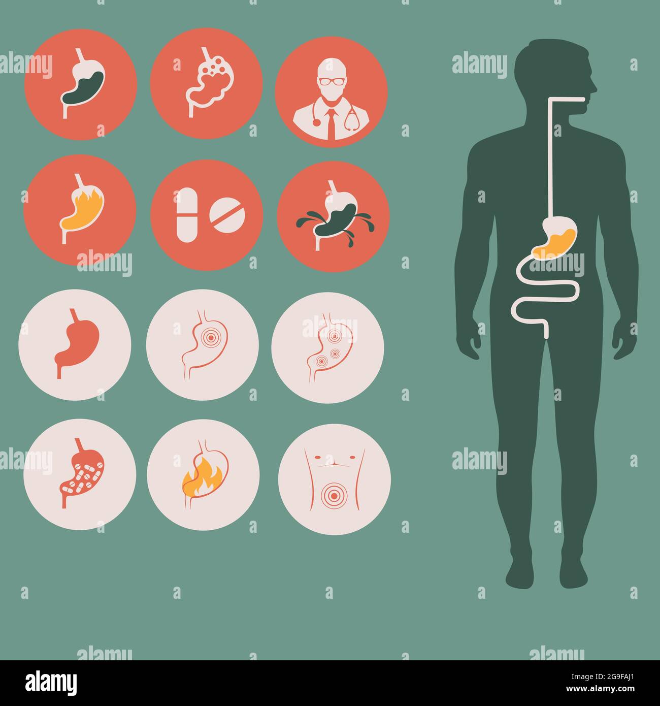 anatomie de l'estomac humain, système digestif vectoriel, illustration ...
