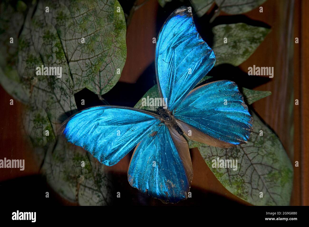 Morpho bleu morpho peleides costa rica commun Banque de photographies et d’images à haute ...