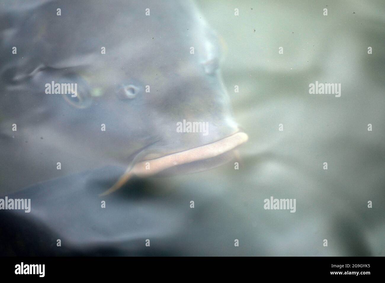 Carpe Miroir Banque d'image et photos - Alamy