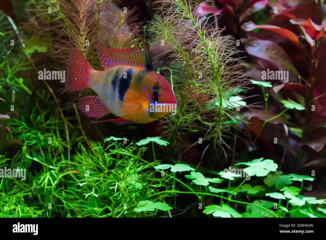 Microgeophagus ramirezi dwarf cichlid Banque de photographies et d ...