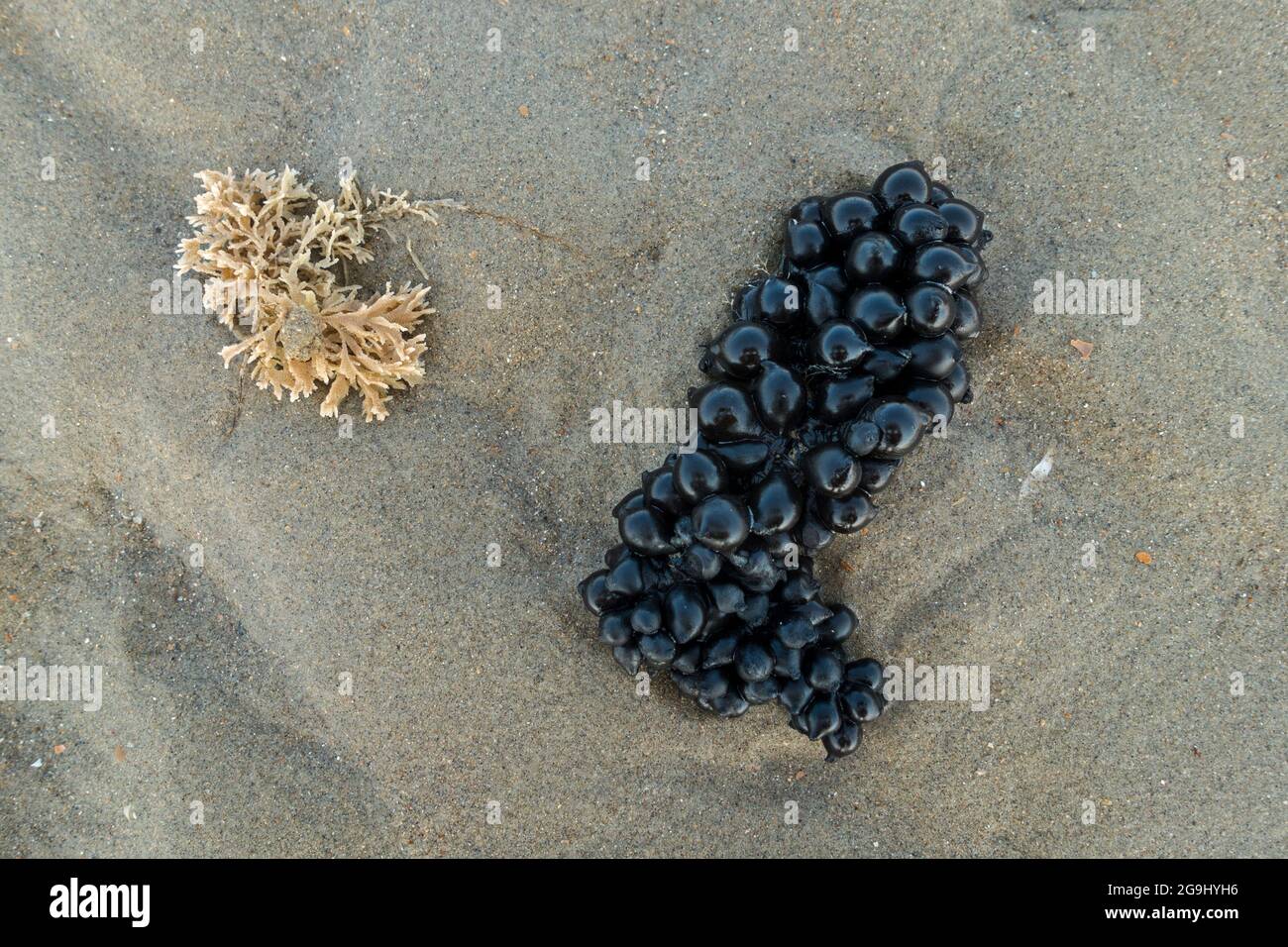 Seiche grande bretagne Banque de photographies et d’images à haute ...